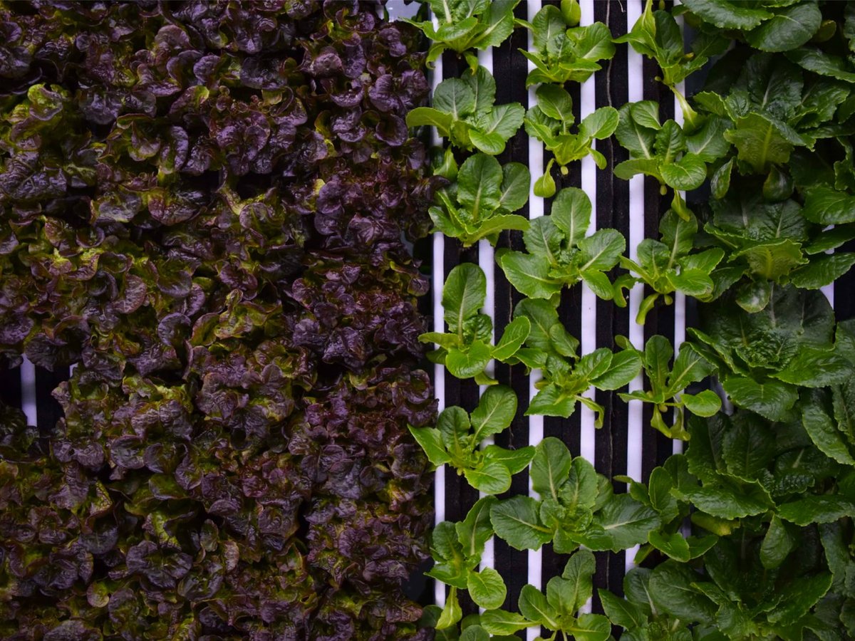 Unlock Year-Round Fresh Produce | Greenery 7 by Freight Farms