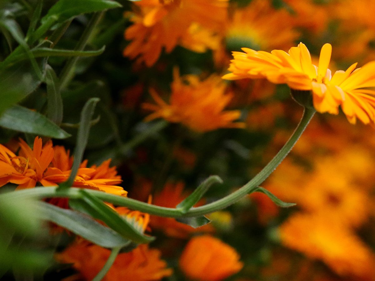 Unlock Year-Round Fresh Produce | Greenery 7 by Freight Farms